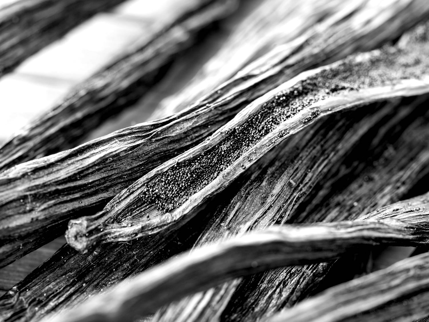 GLOBAL PREMIUM FOODS